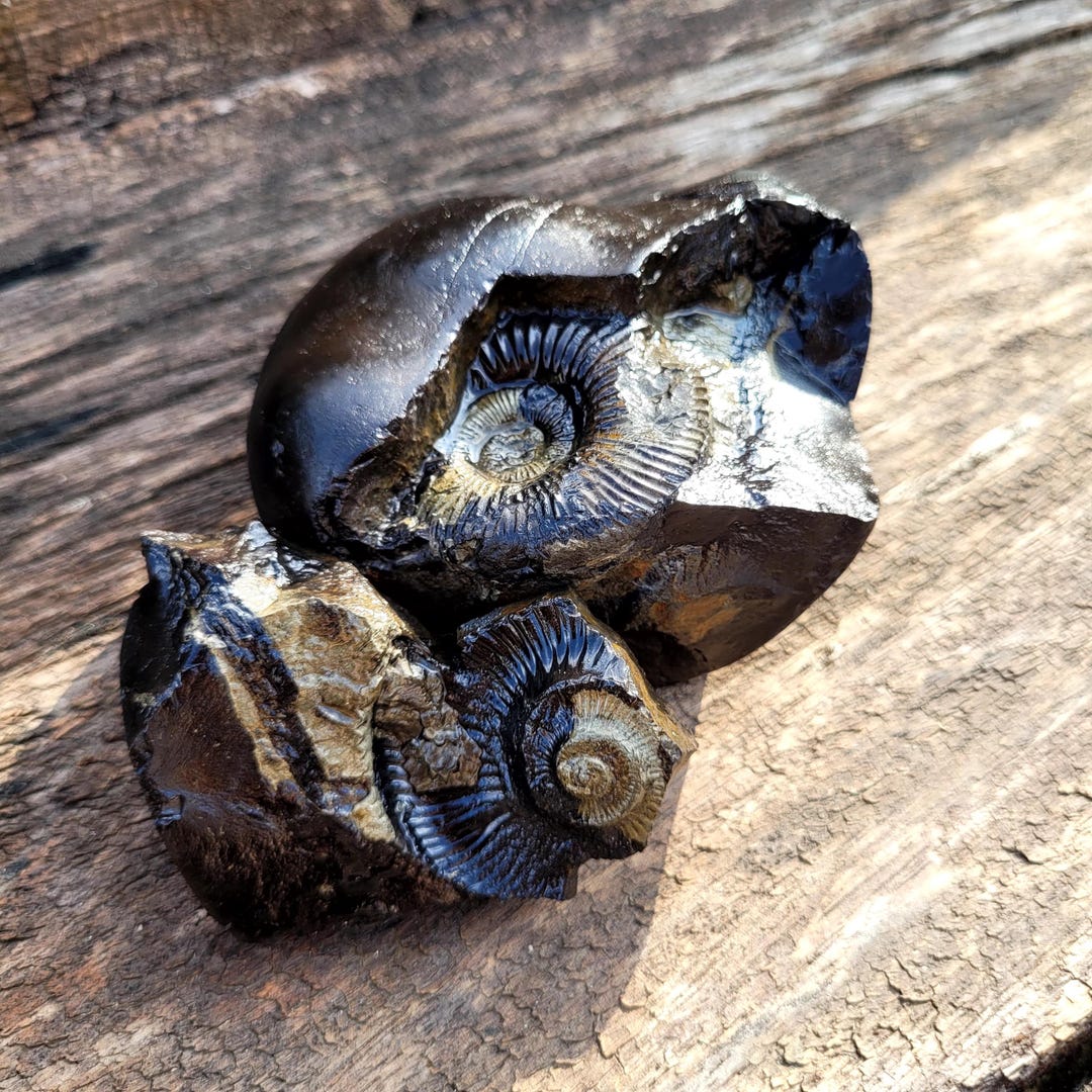 Natural Laxmi Narayan Shaligram Shila, Original Shaligram From Gandaki ...