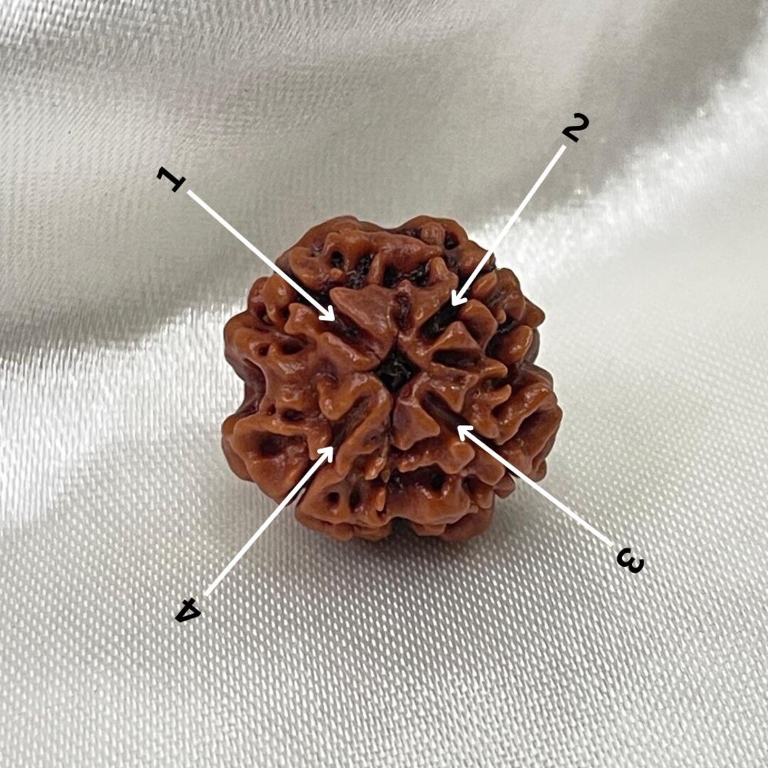 4 Mukhi Rudraksha, Original Nepali 4 Face Rudraksha Pendant With Lab ...