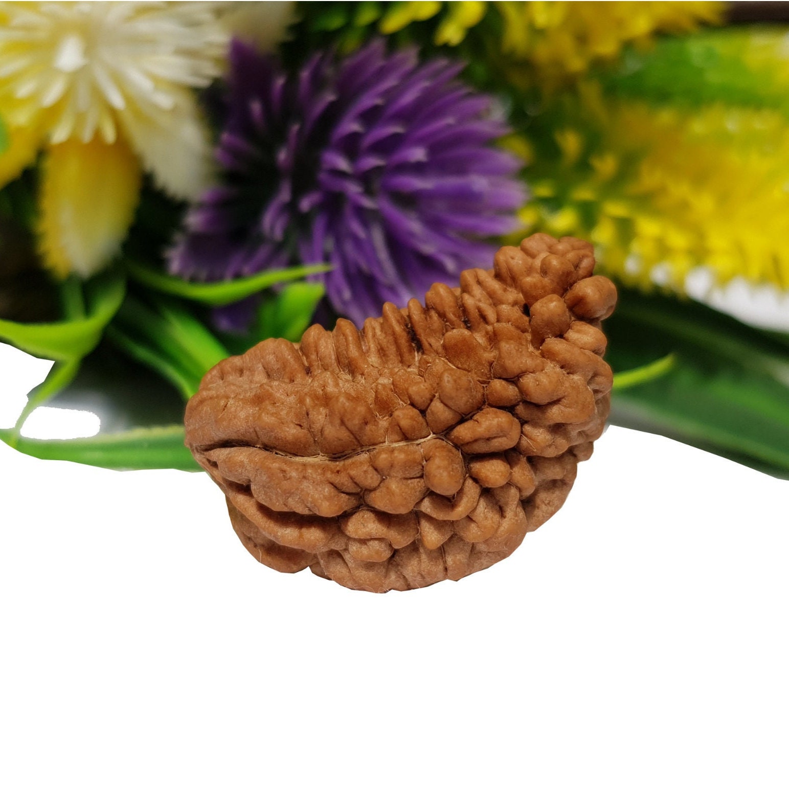 1 Face Rudraksha 1 Mukhi Rudraksha With Lab Certificate - Etsy