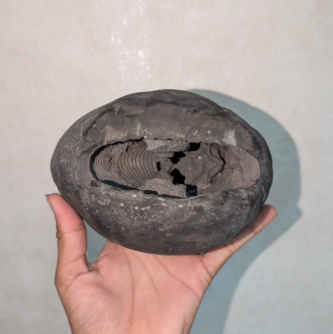 Original Shaligram, Lord Vishnu Chakra Shaligram Shila, Shaligram From ...