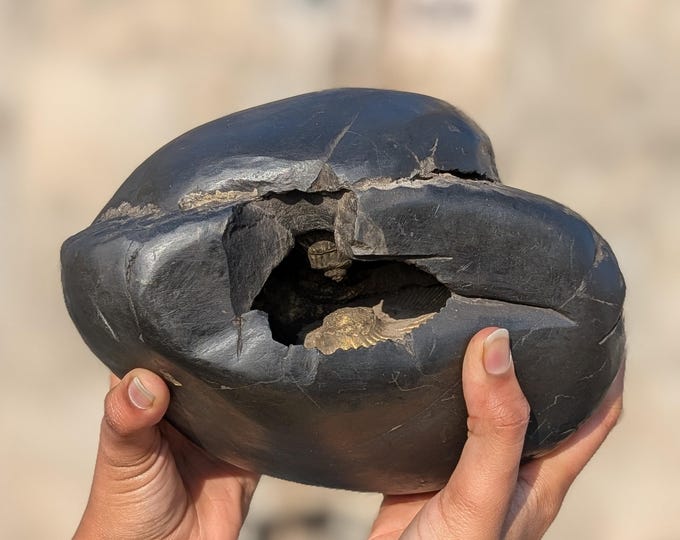 Big Size Shaligram, Lord Vishnu Chakra Shaligram Shila, Shaligram From ...