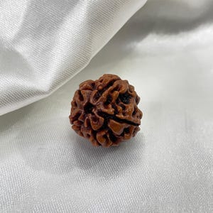 5 Face Rudraksha 19.60mm Panchmukhi Rudraksha With Lab Certified - Etsy