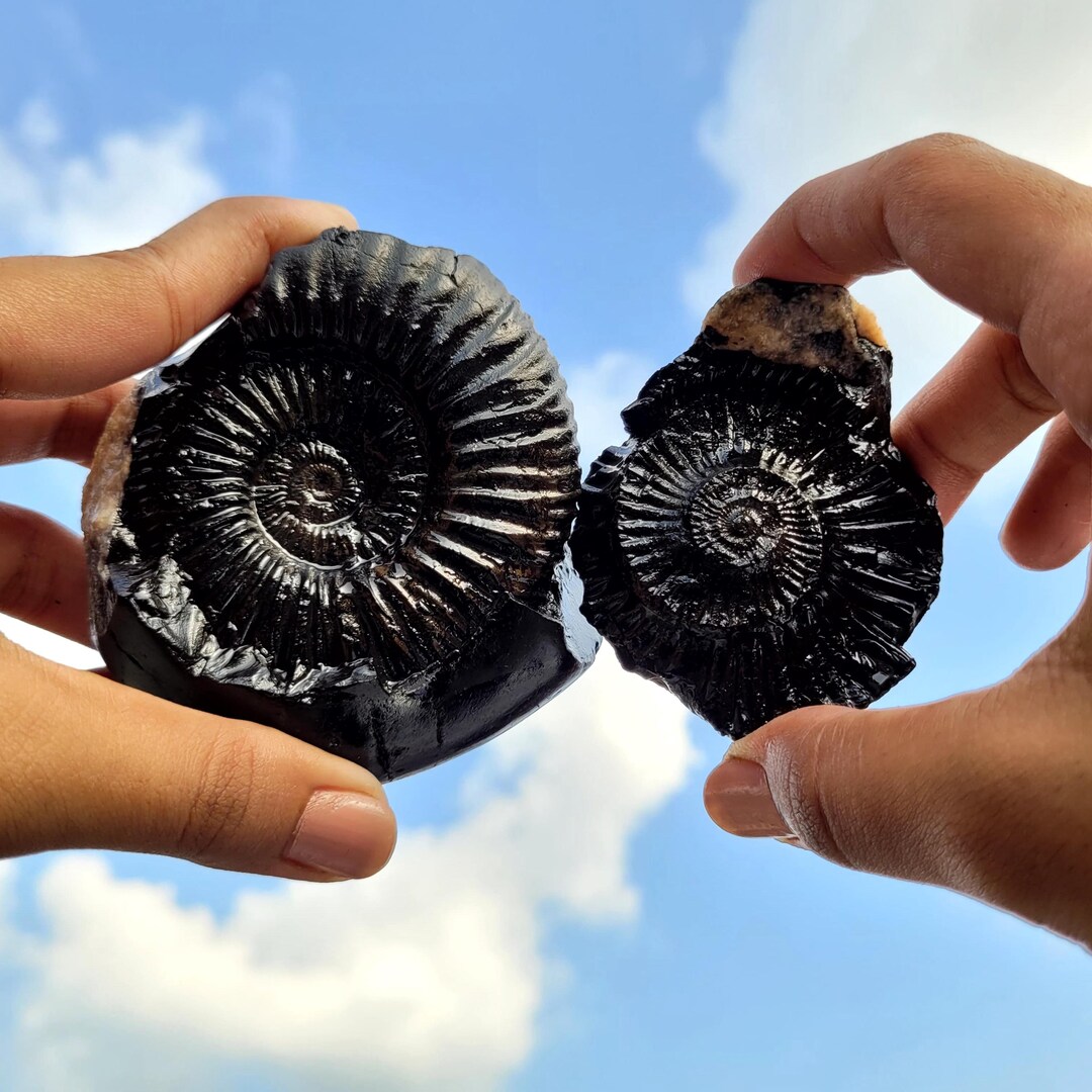 Natural Laxmi-narayan Shaligram, Original Shaligram Shila From Gandaki ...