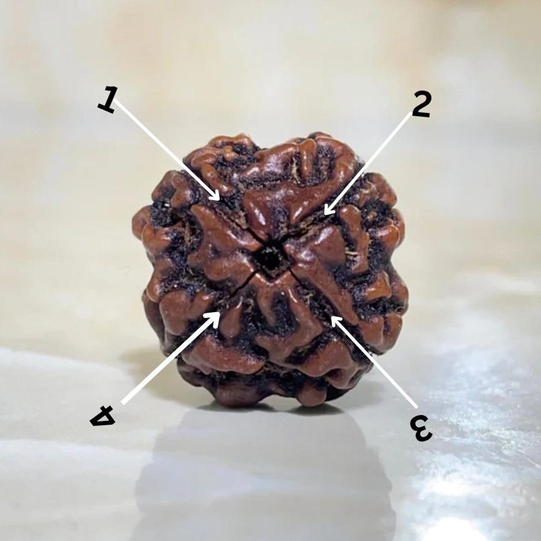 4 Mukhi Nepali Rudraksha | 4 Face Rudraksha | Rudraksha Pendant - Etsy