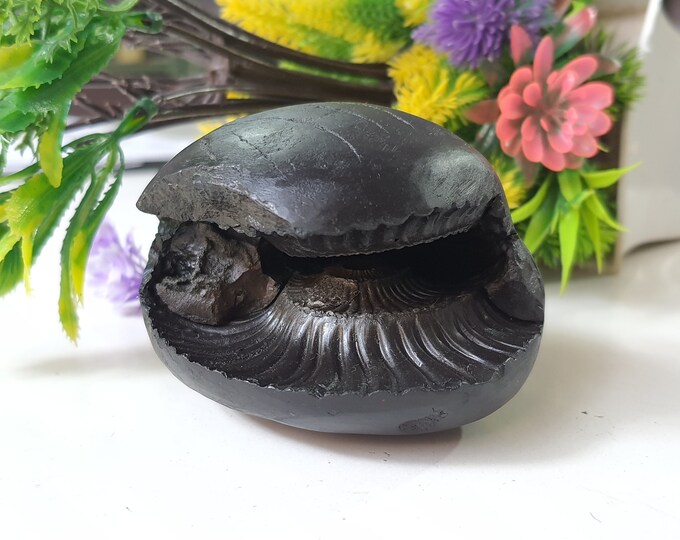 Natural Shaligram Stone, Lord Vishnu Chakra Inside, Lord Laxmi Narayan ...