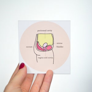 Peritoneal Cavity Sticker - Etsy