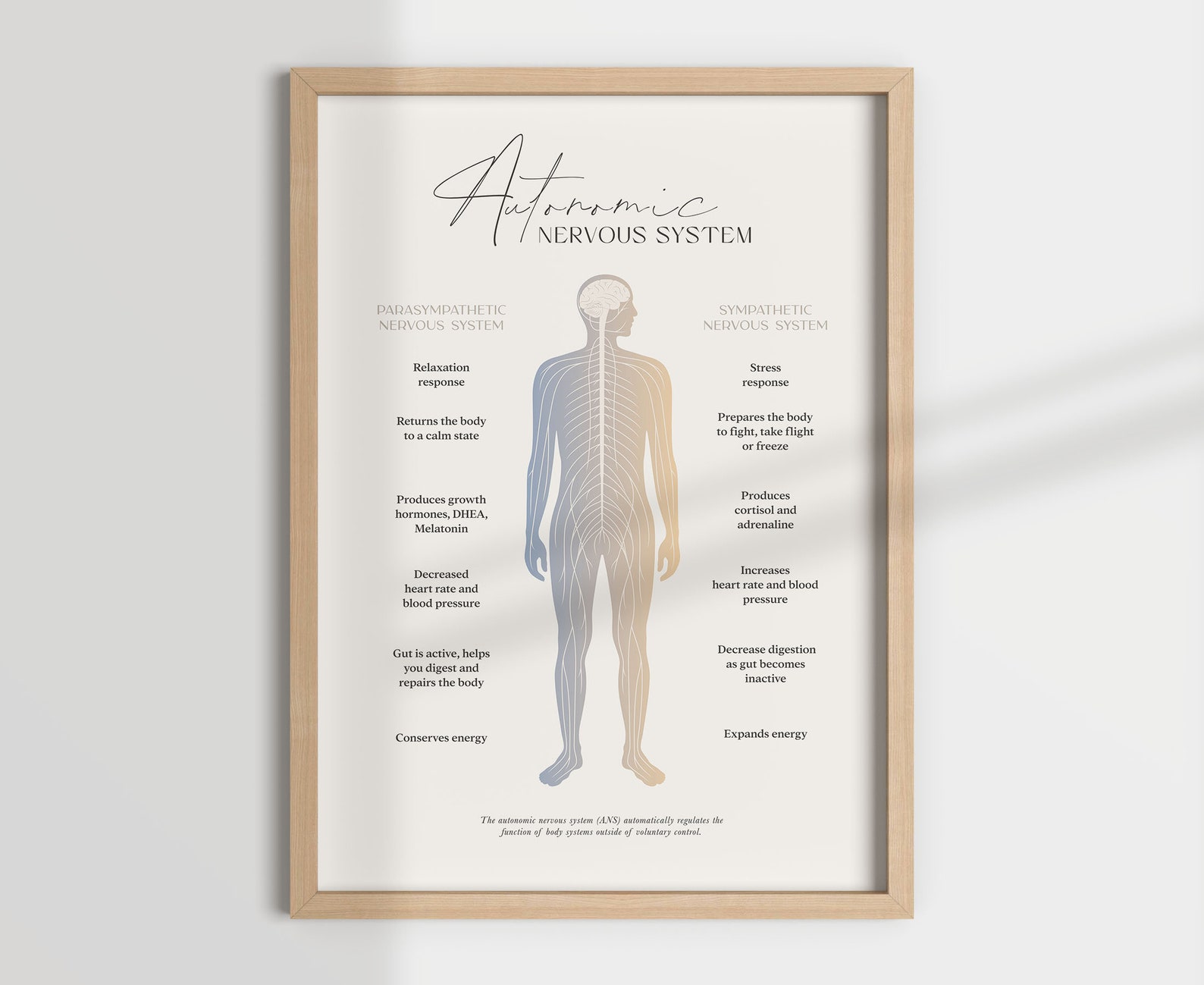 Autonomic Nervous System Print, Therapy Decor (digital Download) - Etsy