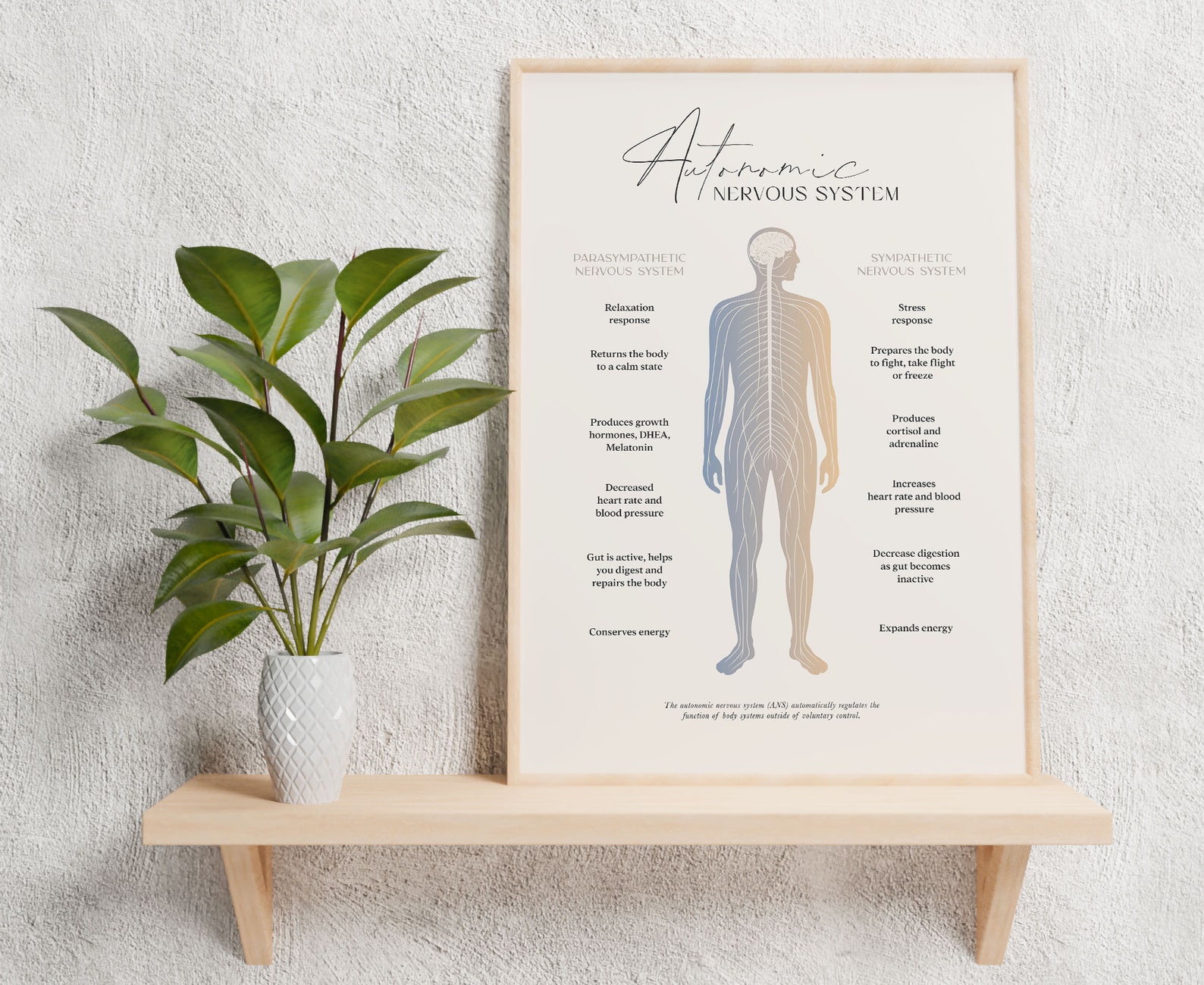 Autonomic Nervous System Print, Therapy Decor (digital Download) - Etsy