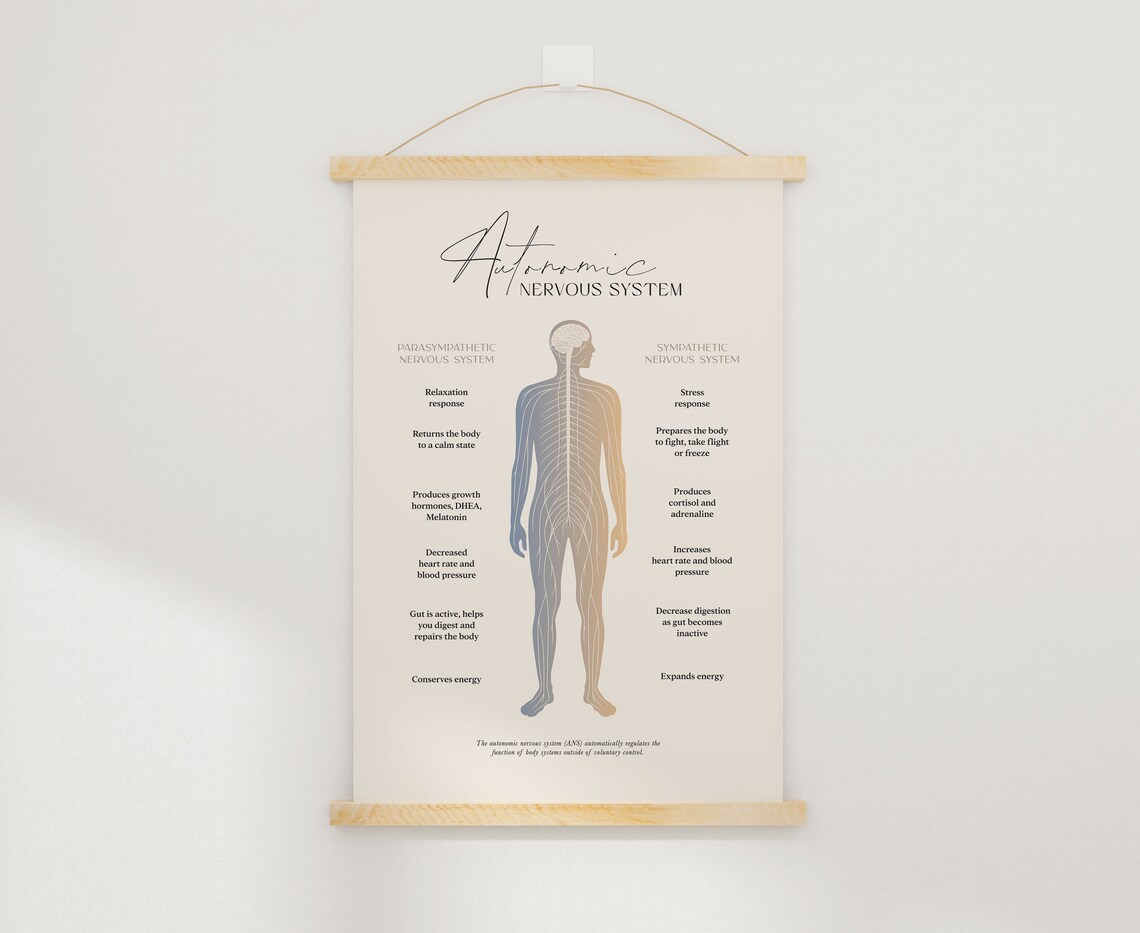 AUTONOMIC NERVOUS SYSTEM Ans Therapy Wall Art Therapist - Etsy