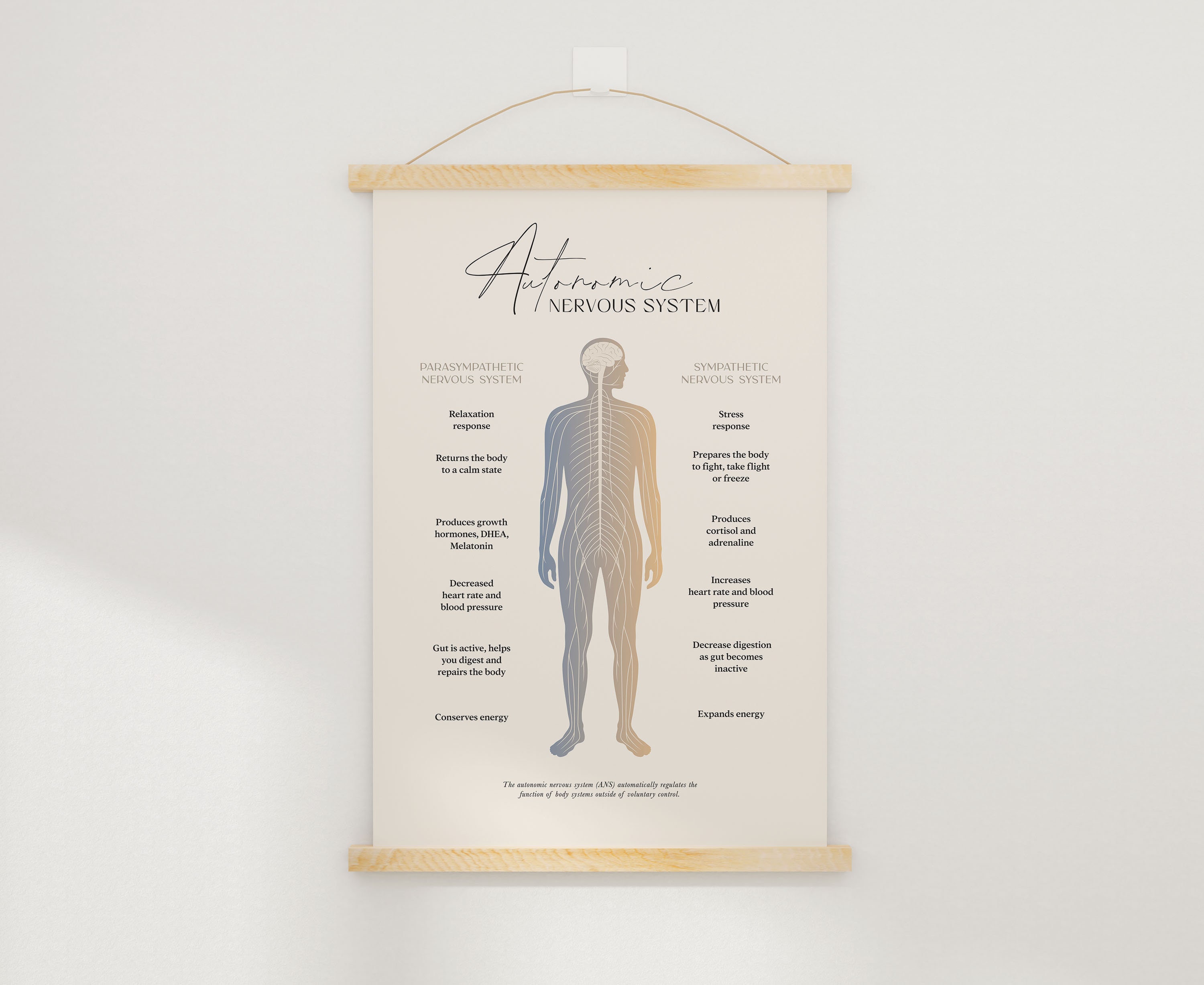 Autonomic Nervous System Print, Therapy Decor (digital Download) - Etsy