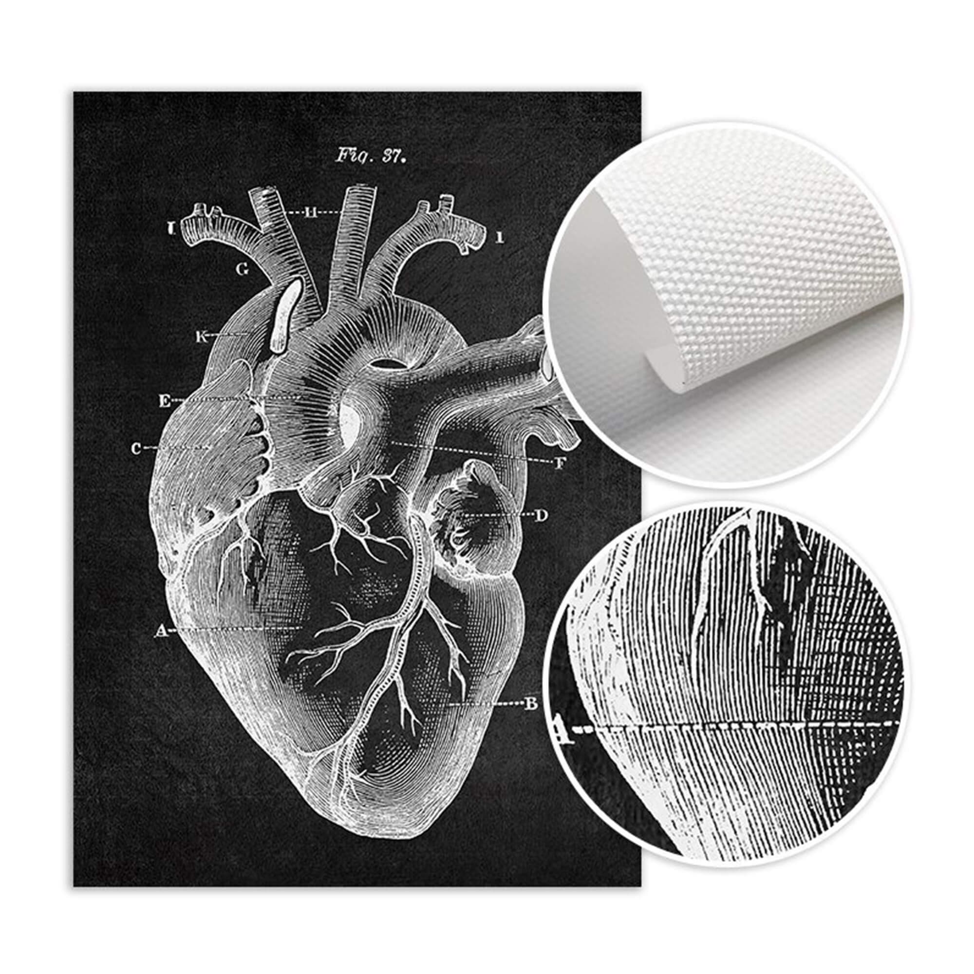 Human Organs Anatomy Medical Wall Art Posters Muscle System Spinal Cord ...