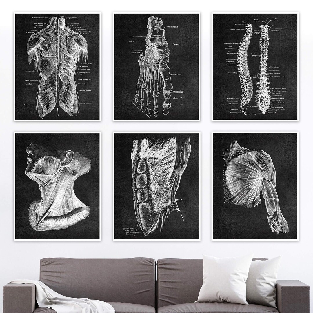 Human Organs Anatomy Medical Wall Art Posters Muscle System Spinal Cord ...