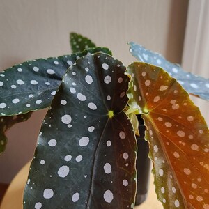 Angel Wings Begonia Polka Dots in 2.5pot - Etsy