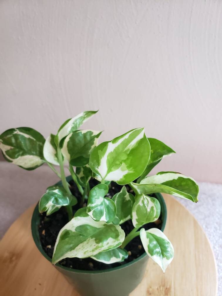 Pearl & Jade Pothos in 4 Pot - Etsy