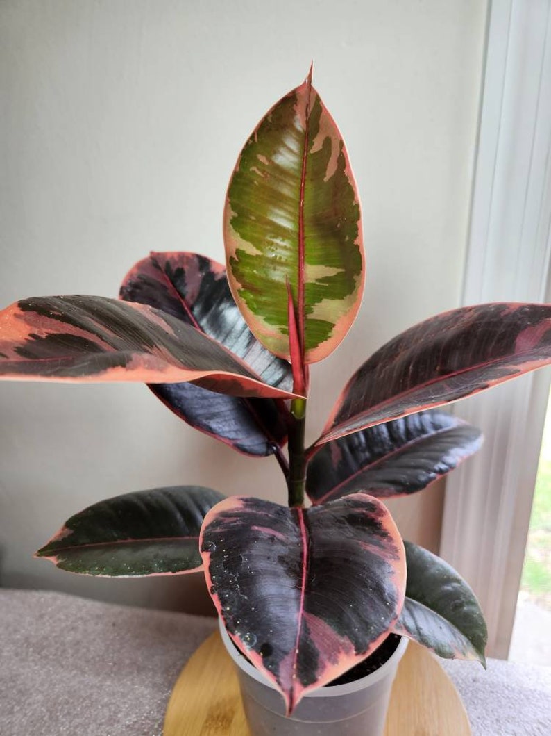 Variegated Ficus Elastica Ruby Rooted in 4pot - Etsy