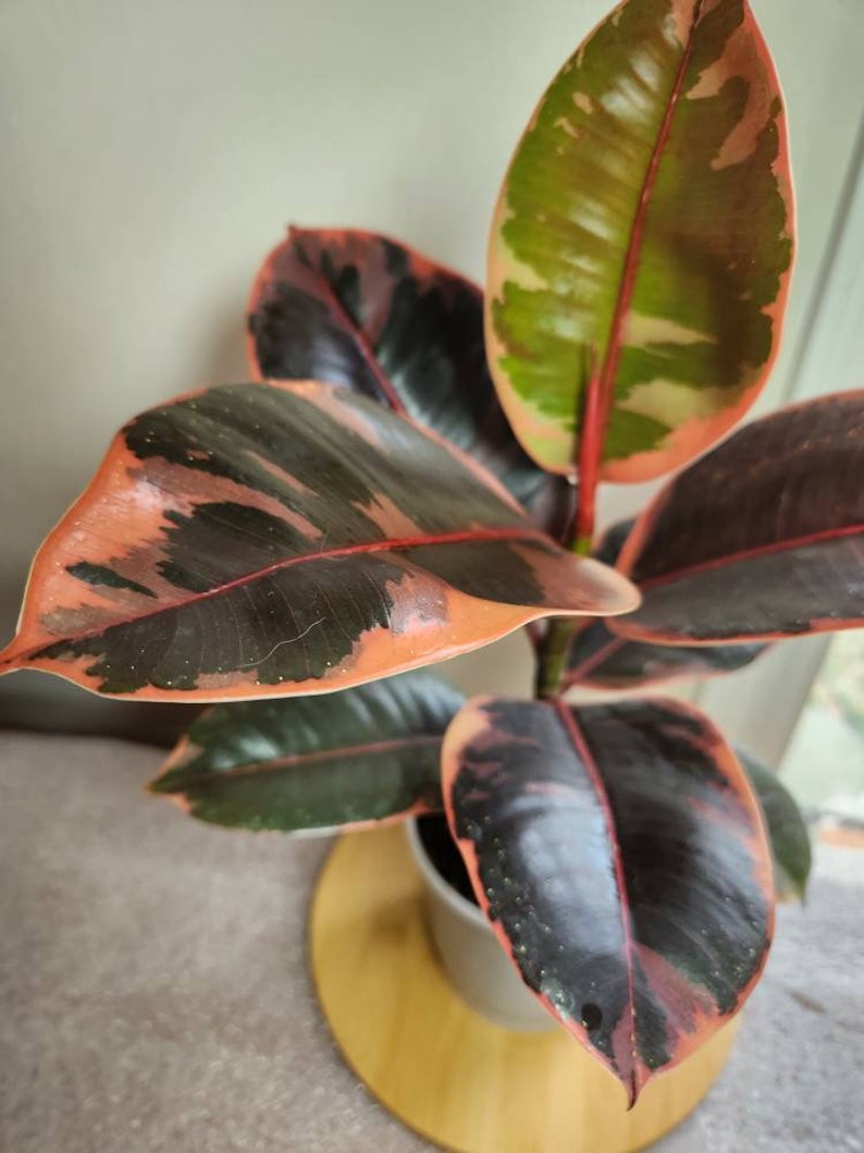Variegated Ficus Elastica Ruby Rooted in 4pot - Etsy
