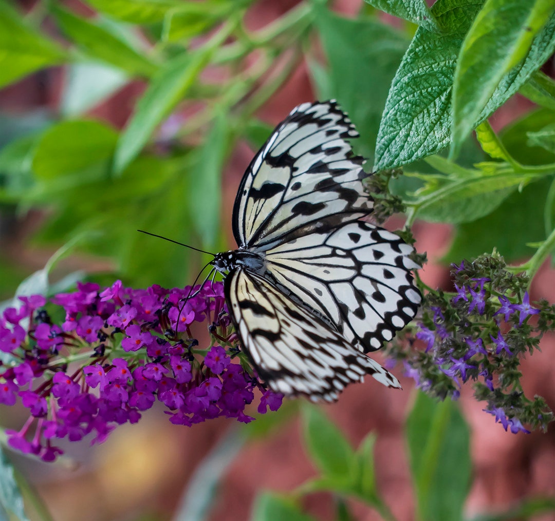 Black and White Monarch Butterfly, Fine Art, Wall Art, Metal Art ...
