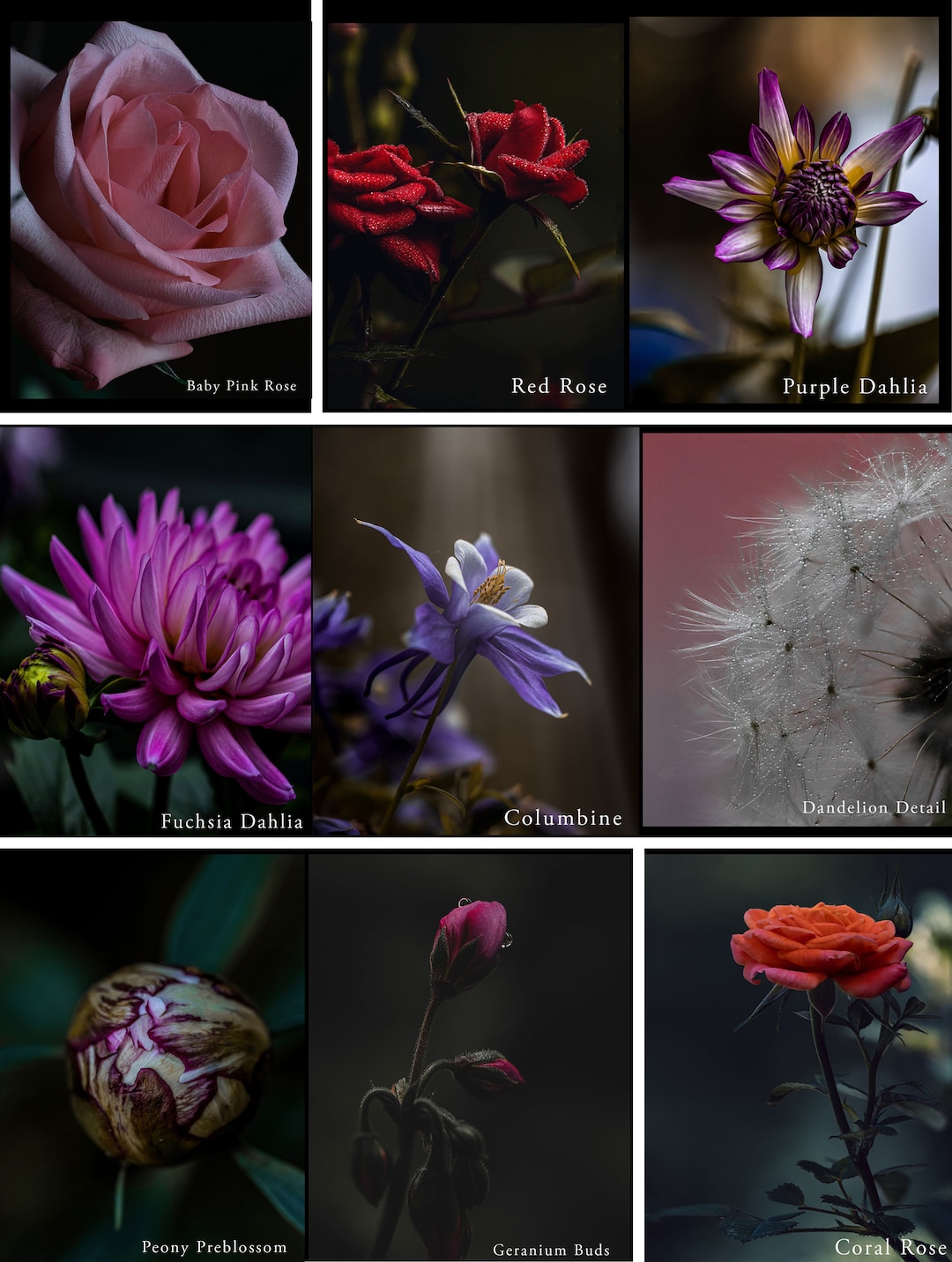 Macro Flower Photo Collections - Etsy