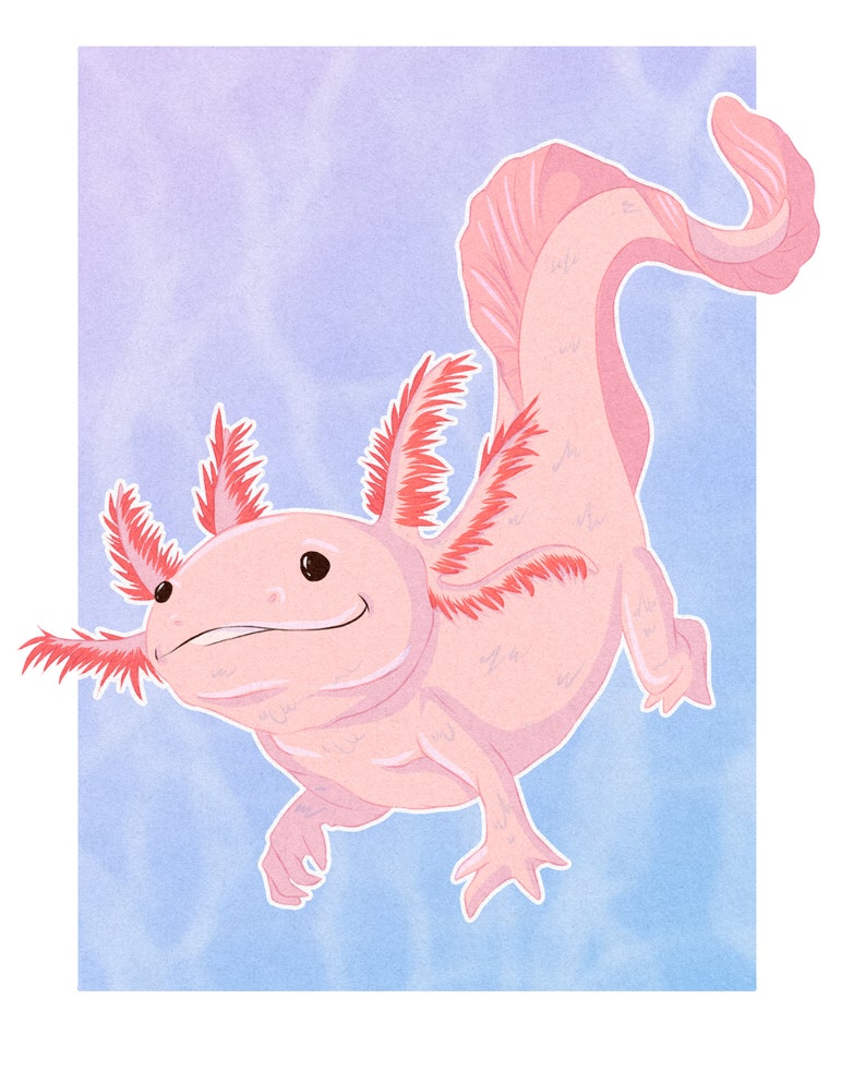 Axolotl Art Print 8x10 or 5x7 Wildlife Wall Art - Etsy