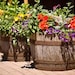 WHISKEY BARREL PLANTER Reclaimed Oak Cask Planters Freshly - Etsy