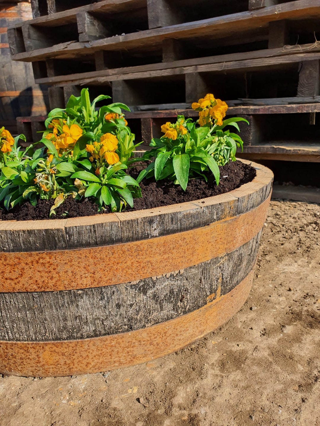 Shallow Quarter Oak Barrel Tub Planter Whisky Bulb Herb Garden Solid ...