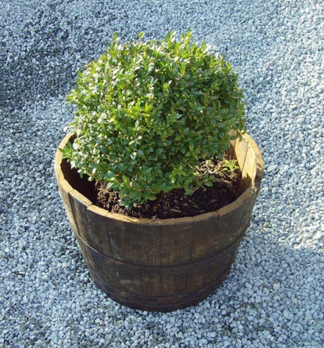 Large Rustic White Oak Barrel Garden Planter - Tree Planter, Vegetable ...