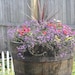 WHISKEY BARREL PLANTER Reclaimed Oak Cask Planters Freshly - Etsy