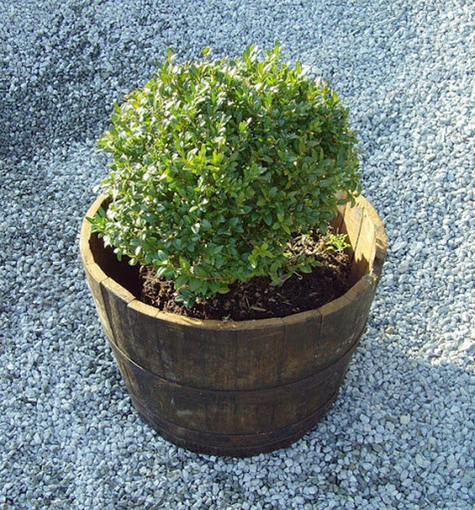 WHISKEY BARREL PLANTER Reclaimed Oak Cask Planters Freshly | Etsy