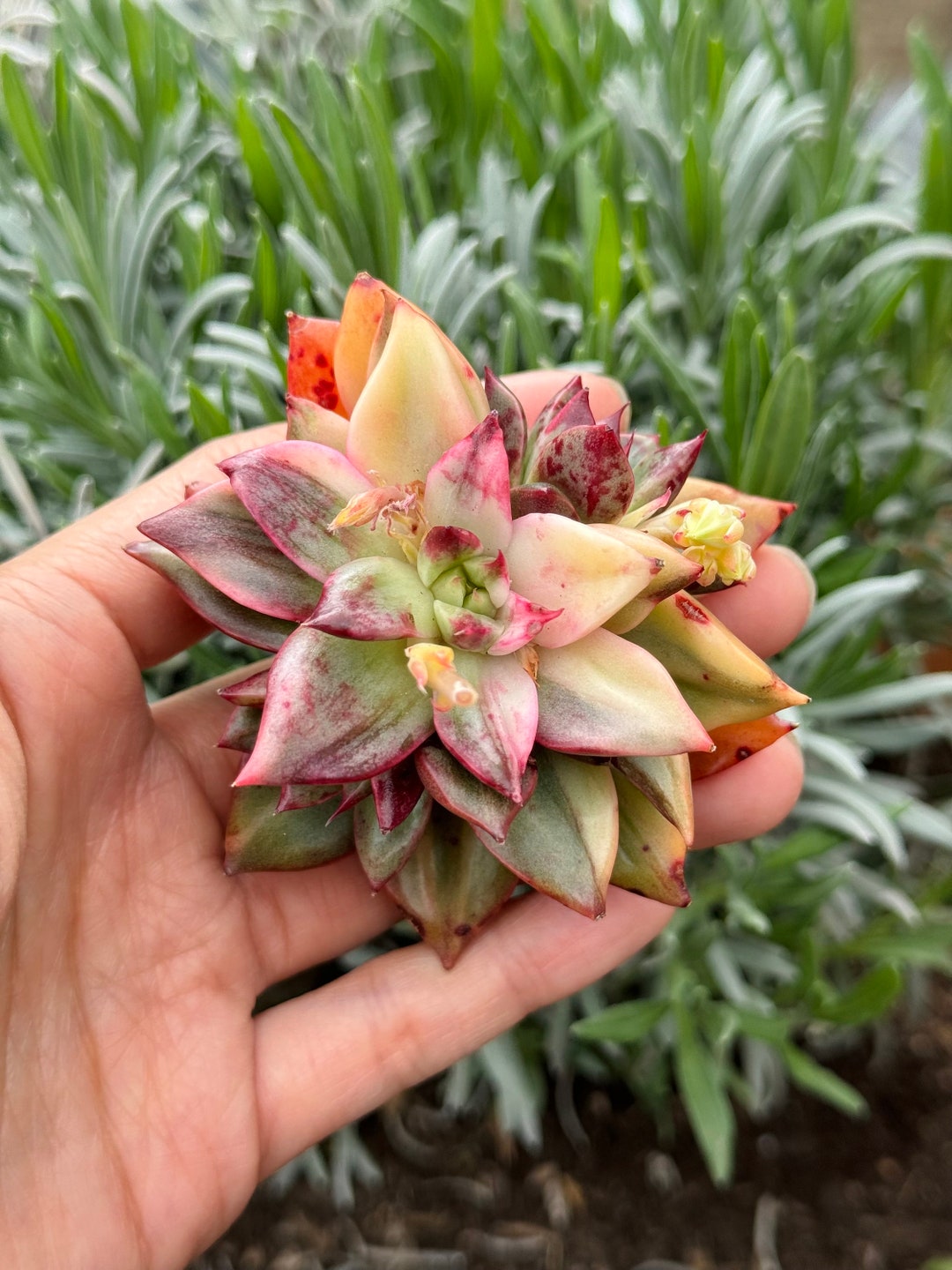 Echeveria Agavoides 'leopard' Variegata, Live Succulent, Variegated ...