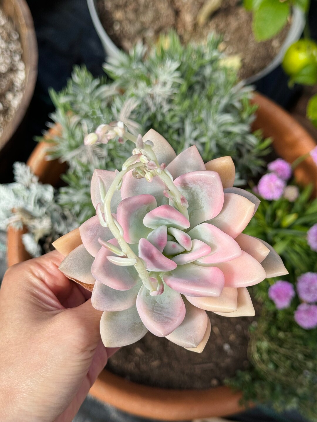 Graptoveria Opalina Variegata, Variegated Live Succulent Plant, Rare Succulents - Etsy