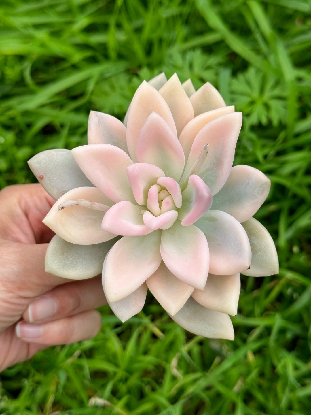Graptoveria Opalina Variegata, Variegated Live Succulent Plant, Rare ...