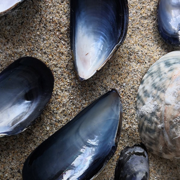 Mussel Shells - Etsy