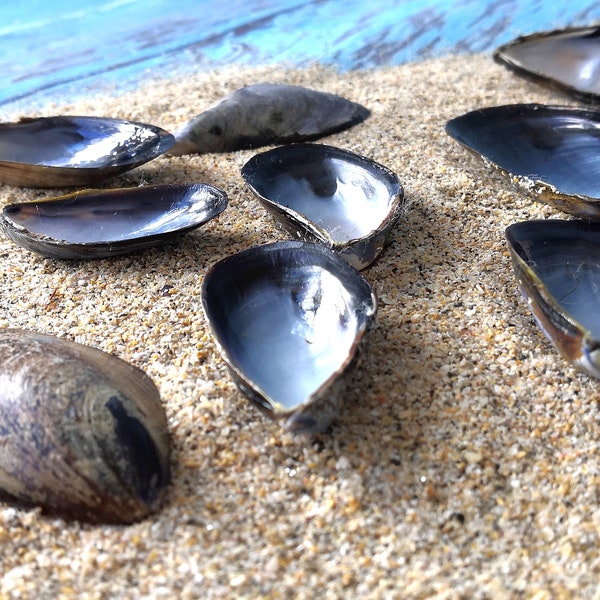 Mussel Shells - Etsy