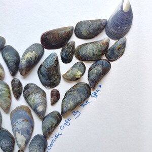 Whale Design Mussel Shell Artwork in 3 Sizes on Wooden Frame - Etsy