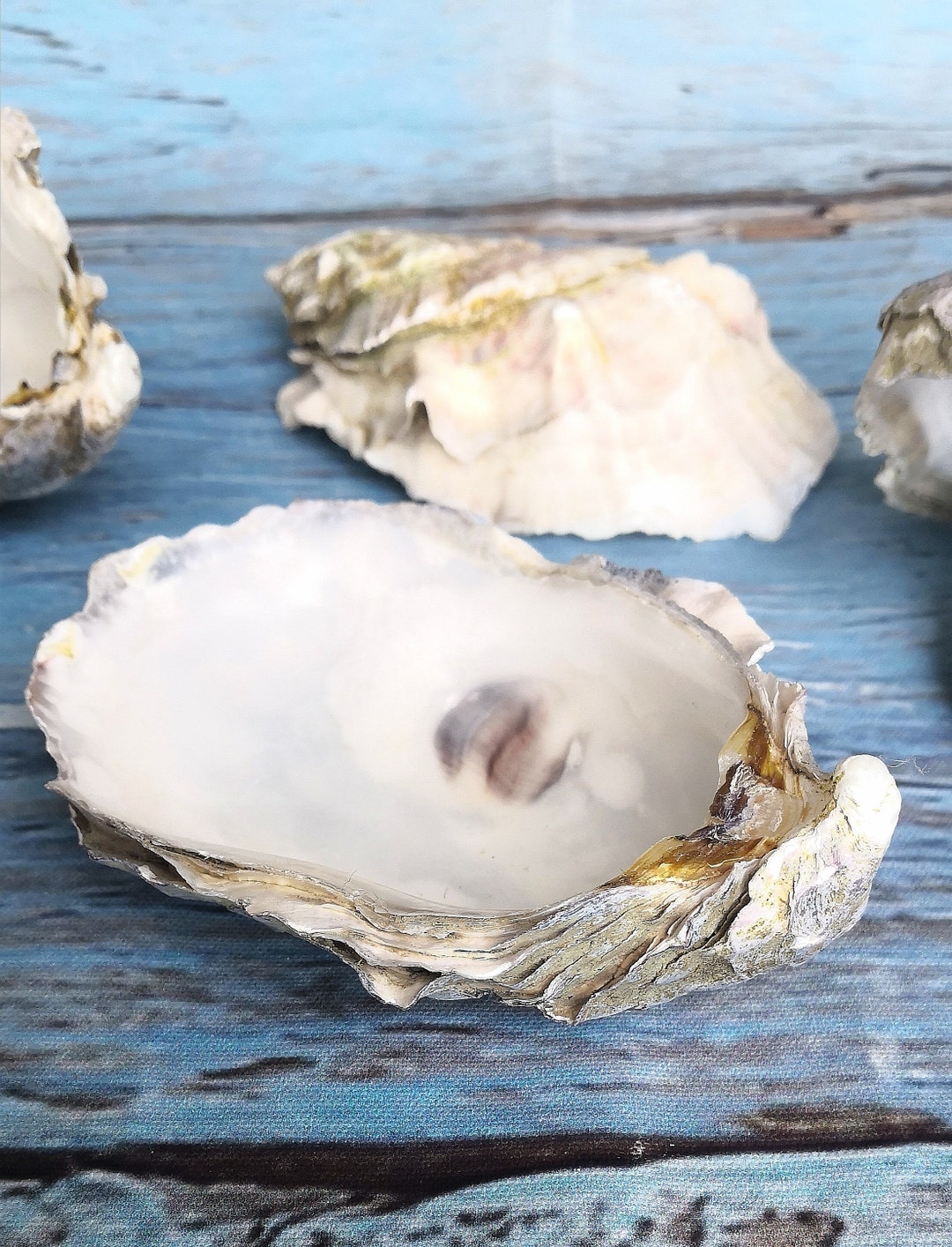 Large Oyster Shells for Art Projects, Découpage, Wedding Décor, Trinket ...