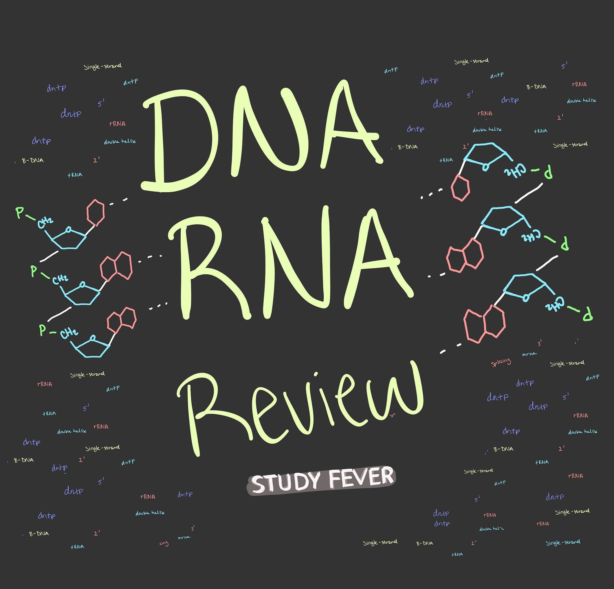 3 Page MCAT Study Sheet DNA and RNA (biology Review) - Etsy