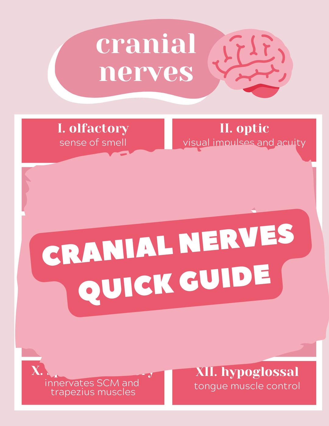 Cranial Nerves Study Sheet - Etsy