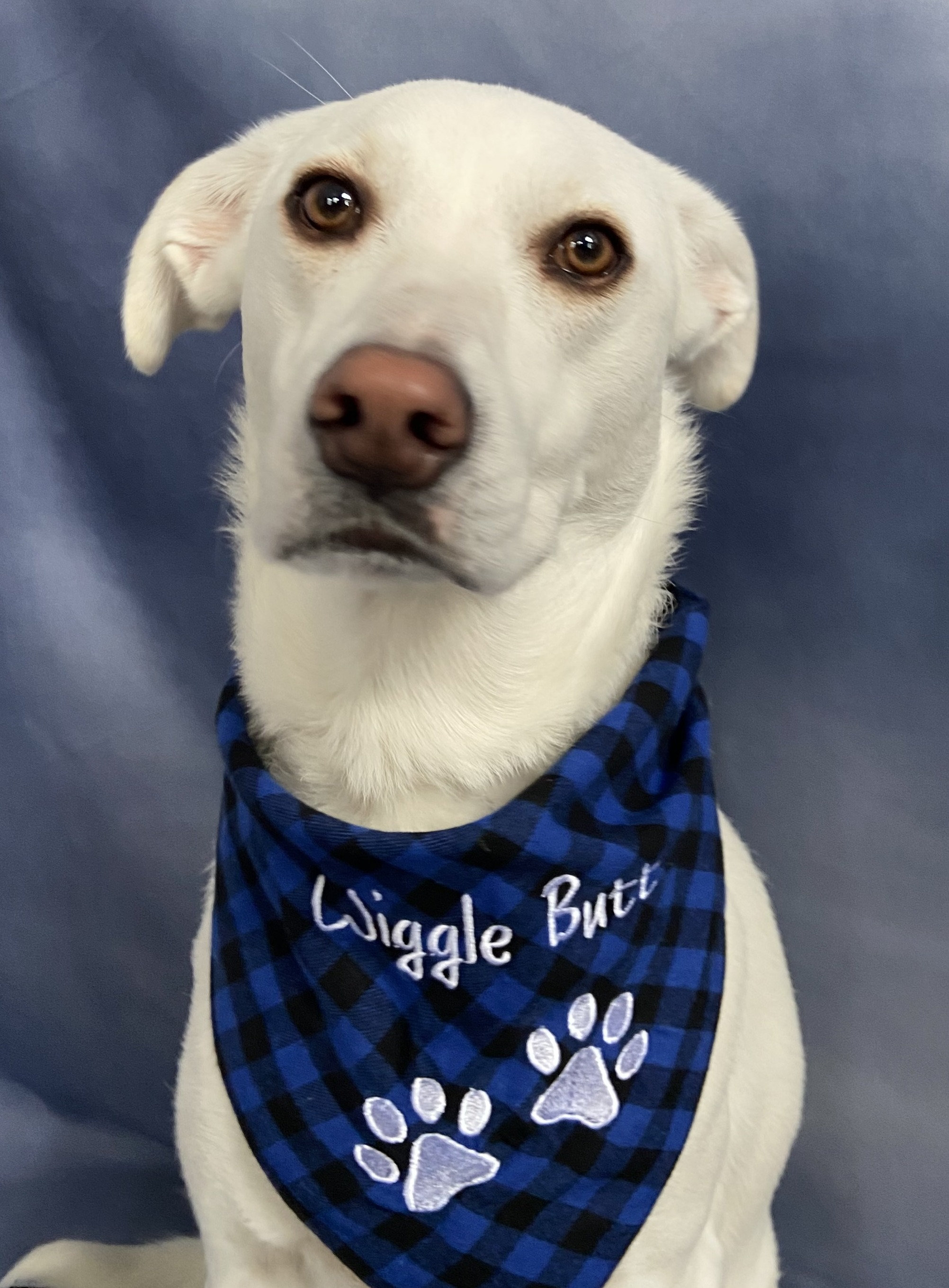 Wiggle Wiggle Wiggle Dog