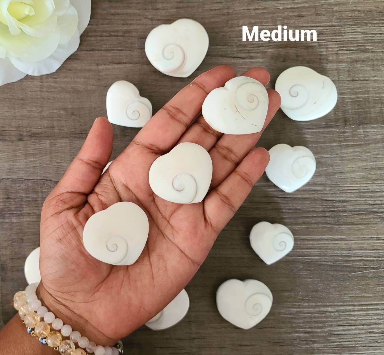 Shiva Shell Shiva Eye Shell Shiva Shell Hearts Pacific - Etsy