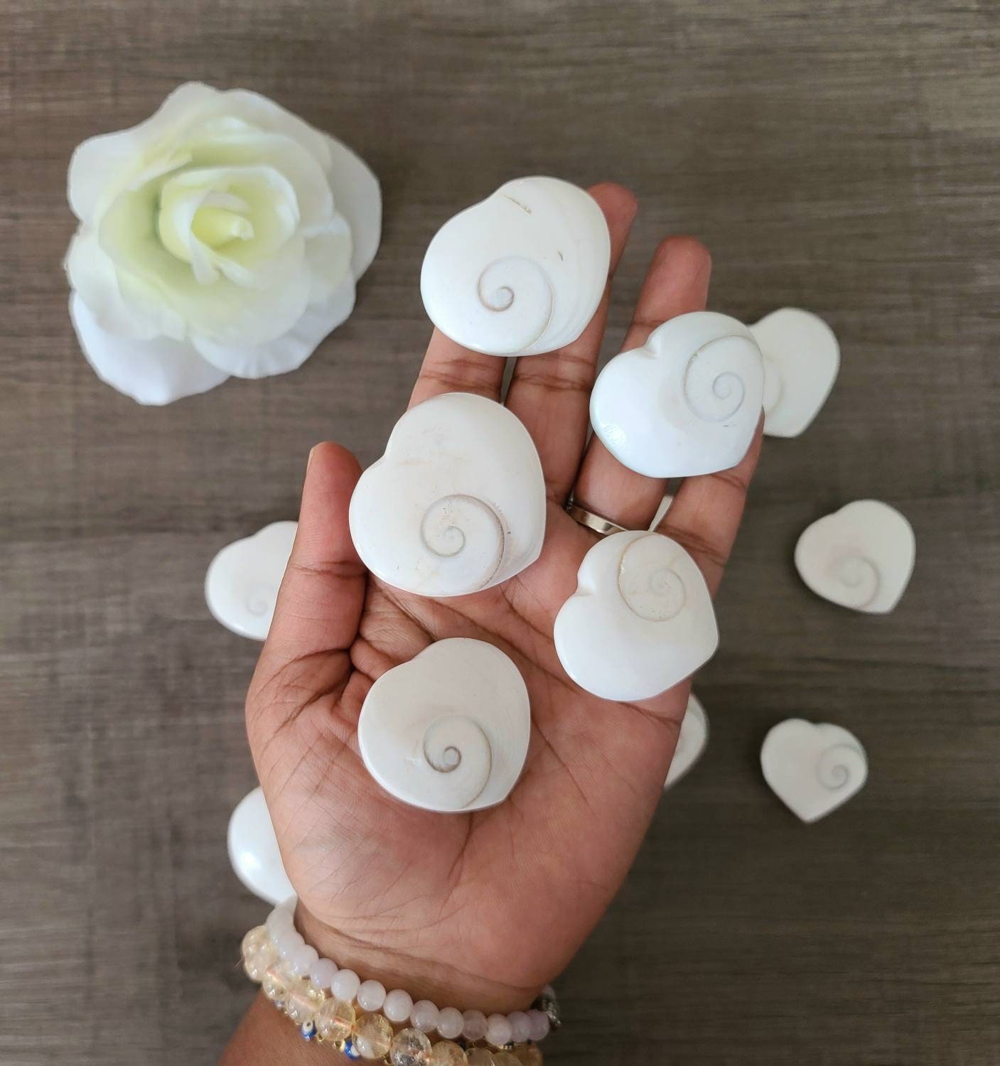 Shiva Shell Shiva Eye Shell Shiva Shell Hearts Pacific - Etsy