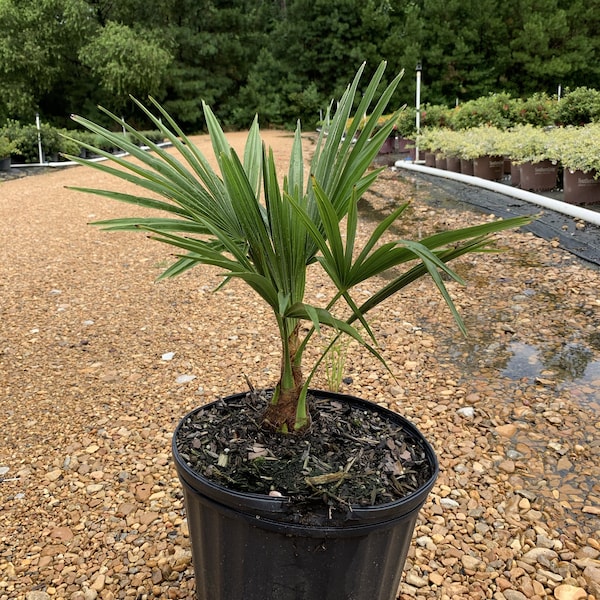 Live Palm Tree - Etsy