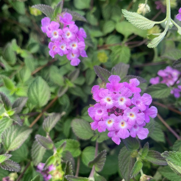Purple Lantana - Etsy