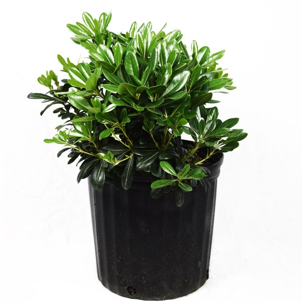 Dwarf Pittosporum - Etsy