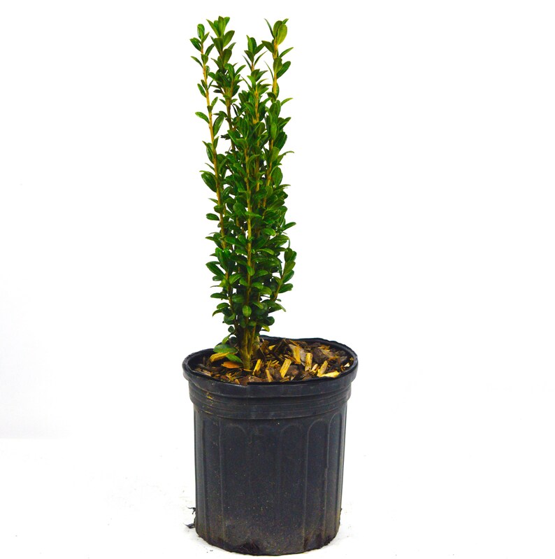 Sky Pencil Holly Dark Green Foliage, Live Plant Shipped, Louisiana ...