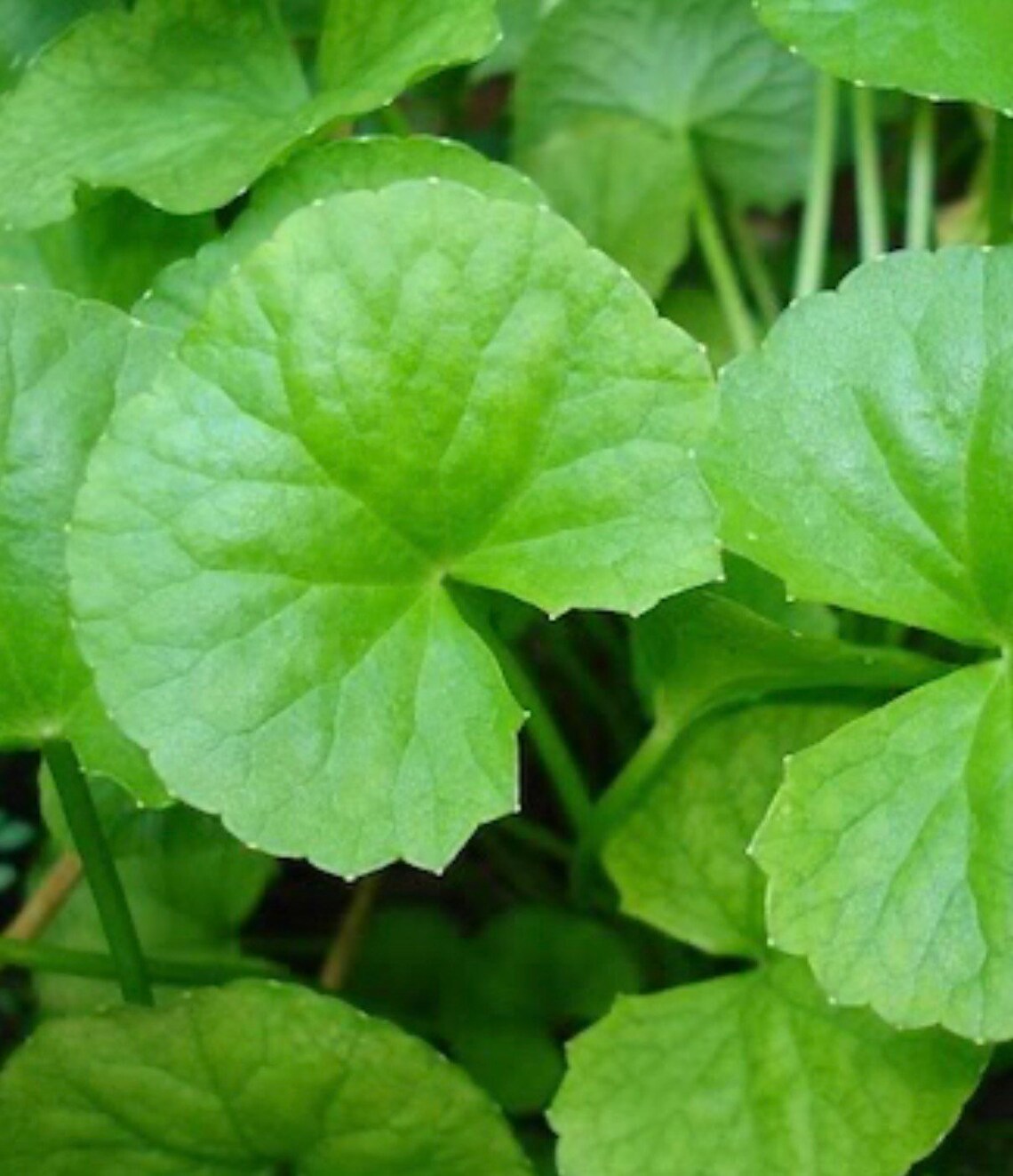 Indian Pennywort Seeds Thai Pennywort Asiatic Pennywort Etsy Indian Pennywort Seeds Thai Pennywort Asiatic Pennywort Etsy