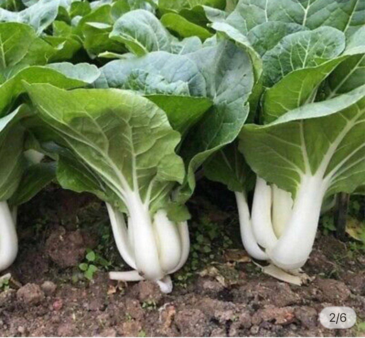 500 semillas de Baby White pak choi semillas bok choi - Etsy España