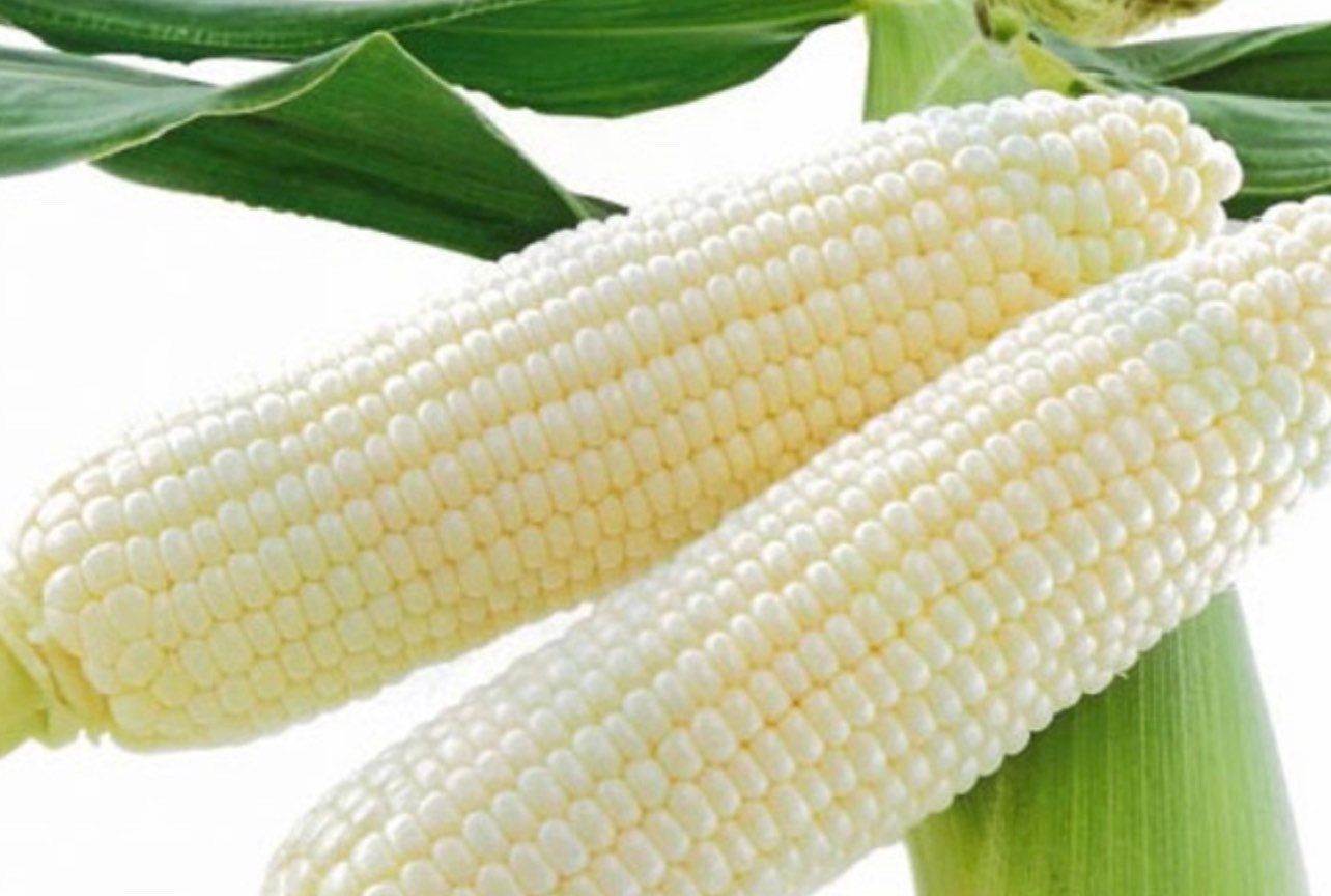 White Waxy Corn Seeds: Sweet Glutinous Corn - Etsy