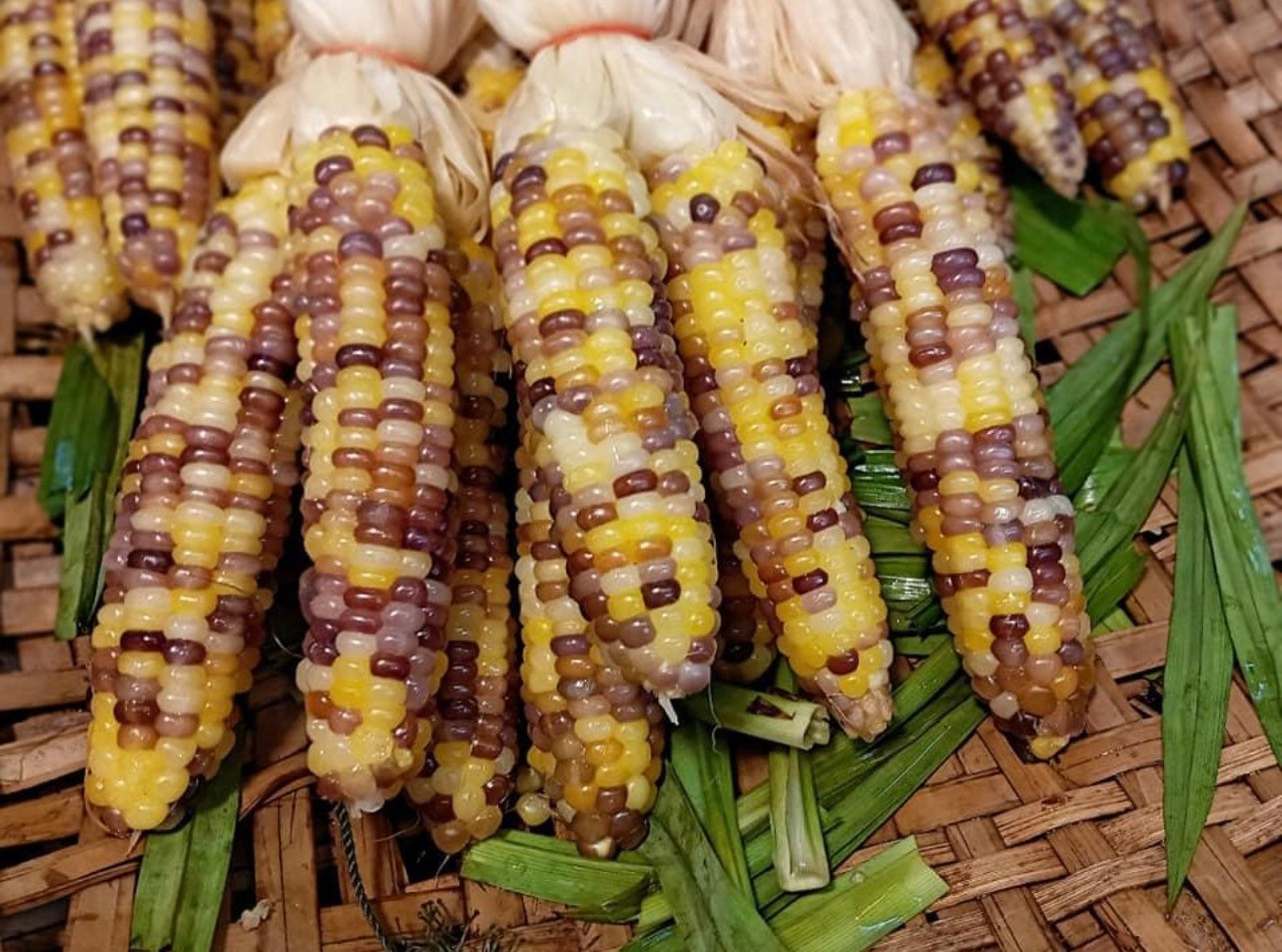 50 Sweet Waxy corn multiple colors waxy corn seed yellow | Etsy