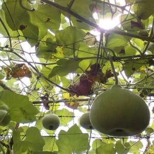 20 Round Bottle Gourd, Gourd Squash Seeds, Oval Shape, Dudhi, Lauki ...