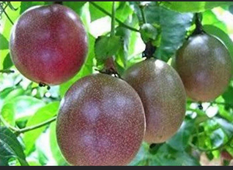Purple Passion Fruit Seeds Sweet Purple Passion Fruit Seeds - Etsy